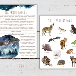 Nocturnal Animals Unit Study: Anatomy, Life Cycle, & Handwriting ...