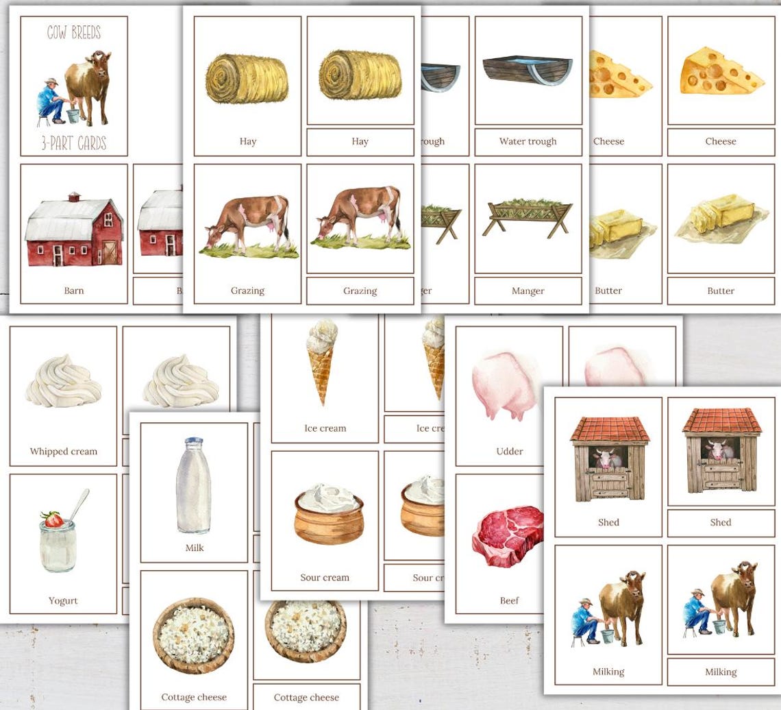 Cows Unit Study: Cattle Life Cycle, Anatomy (homeschool Printable) - Etsy