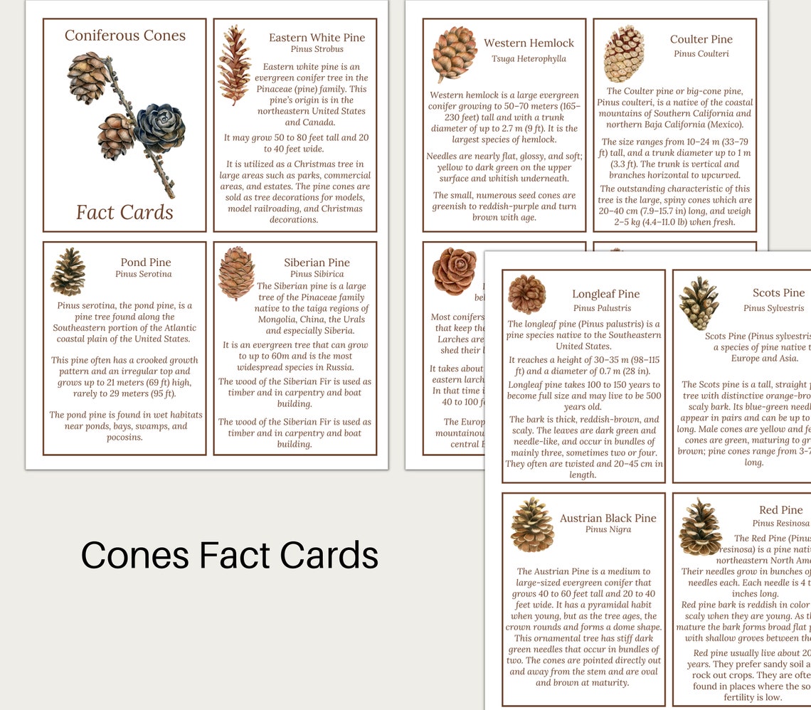 CONIFER Cones Unit Study, Vocabulary, Anatomy, Handwriting, Homeschool ...
