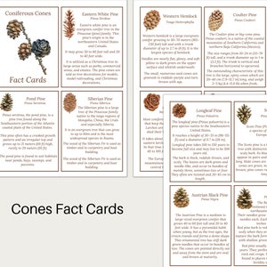 CONIFER Cones Unit Study, Vocabulary, Anatomy, Handwriting, Homeschool ...
