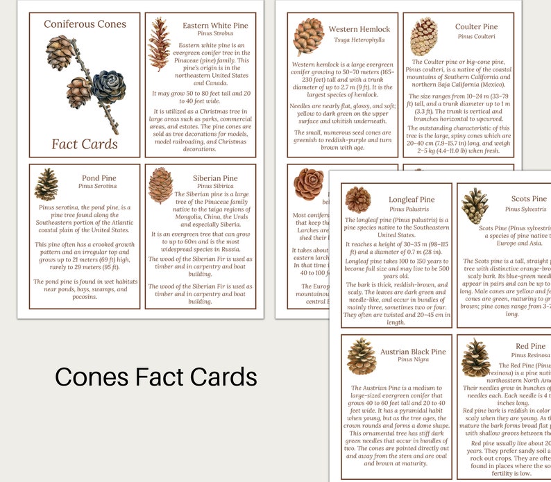 CONIFER Cones Unit Study, Vocabulary, Anatomy, Handwriting, Homeschool ...
