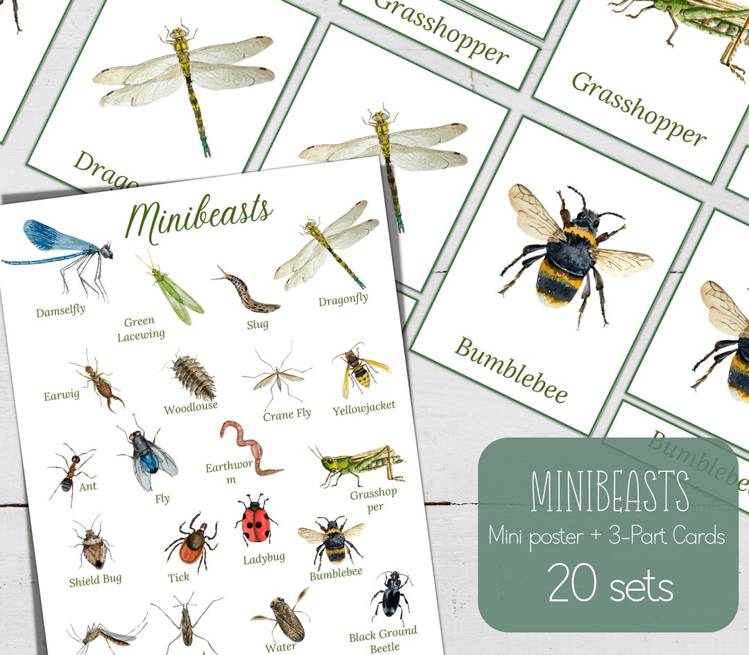 Minibeast 3 Part Cards and Miniposter, Bugs, Insects, Nature, Digital ...