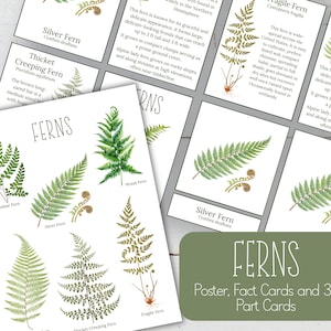 FERNS Unit Study, Life Cycle, Anatomy, Nature Study, Science ...