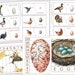 Egg Unit Study: Oviparous Animals, Life Cycle (homeschool Printable) - Etsy