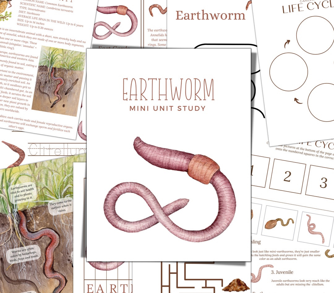 EARTHWORM Study Unit Life Cycle Anatomy Nature Study - Etsy