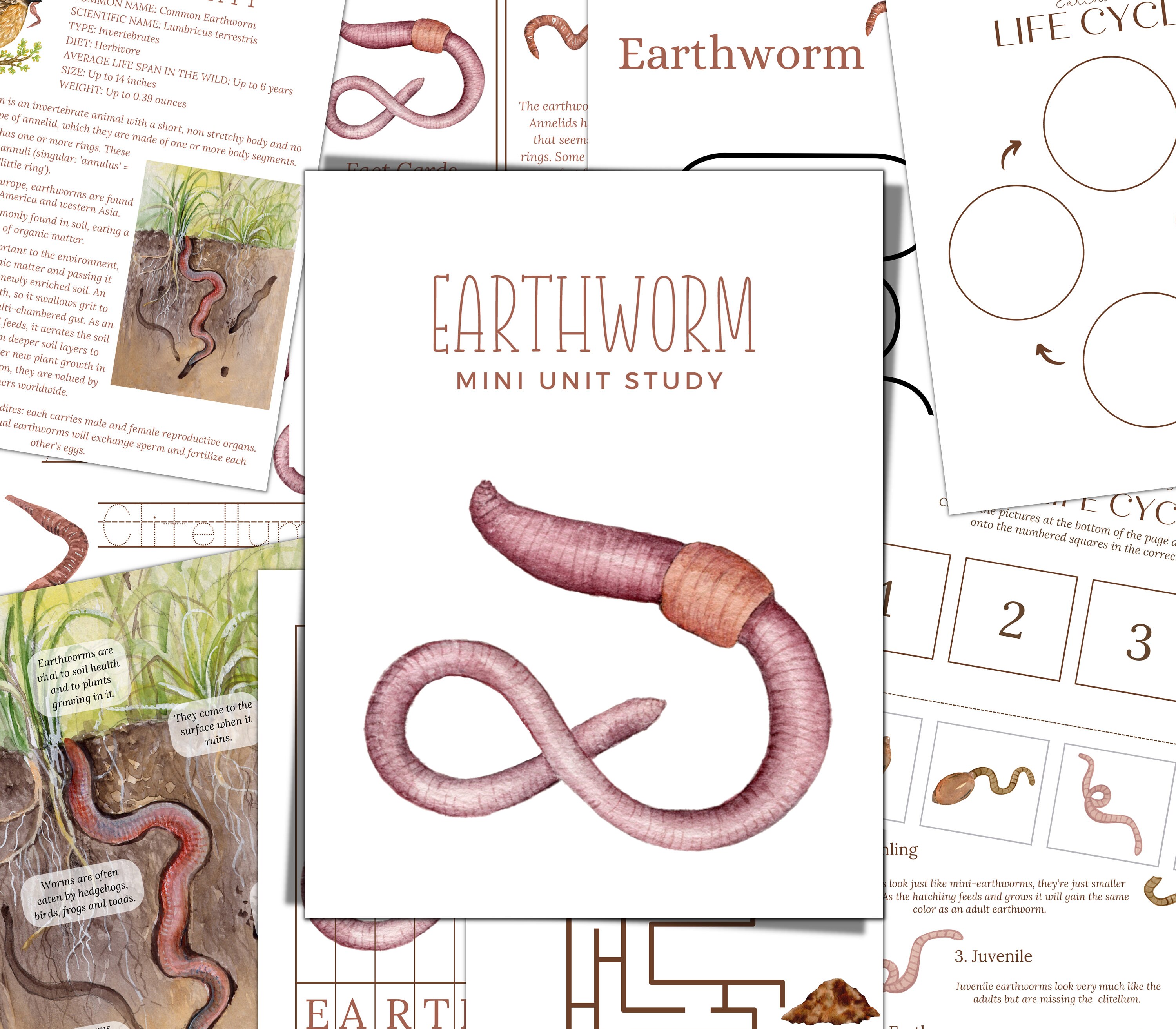 EARTHWORM Study Unit Life Cycle Anatomy Nature Study - Etsy UK