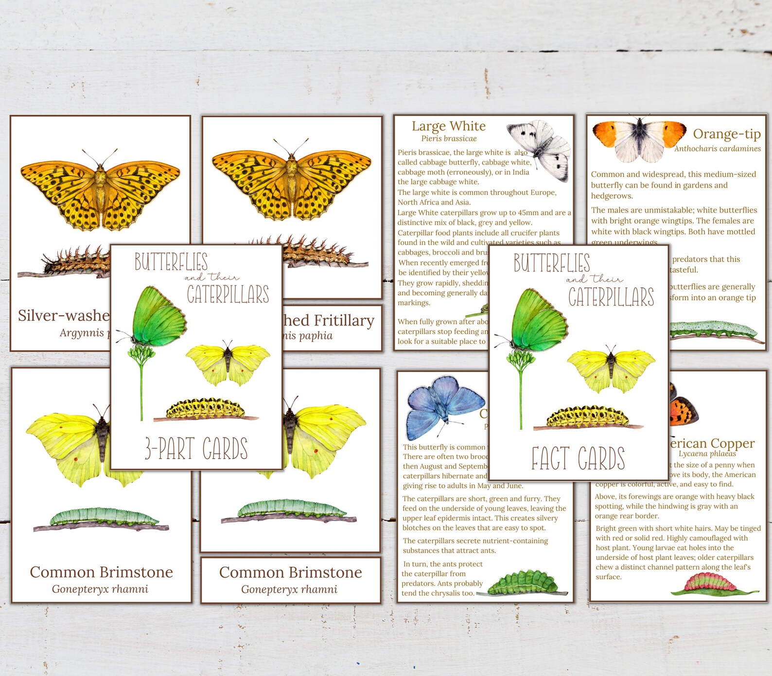 BUTTERFLIES and CATERPILLARS Mini Poster + 3-part Cards + Fact Cards ...