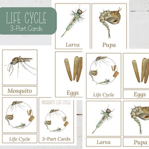 MOSQUITO Unit Study, Life Cycle, Anatomy, Nature Study, Science ...