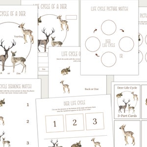 Deer Unit Study: Life Cycle, Anatomy, Homeschool Printable (instant ...