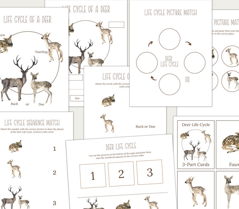 Deer Unit Study: Life Cycle, Anatomy, Homeschool Printable (instant ...