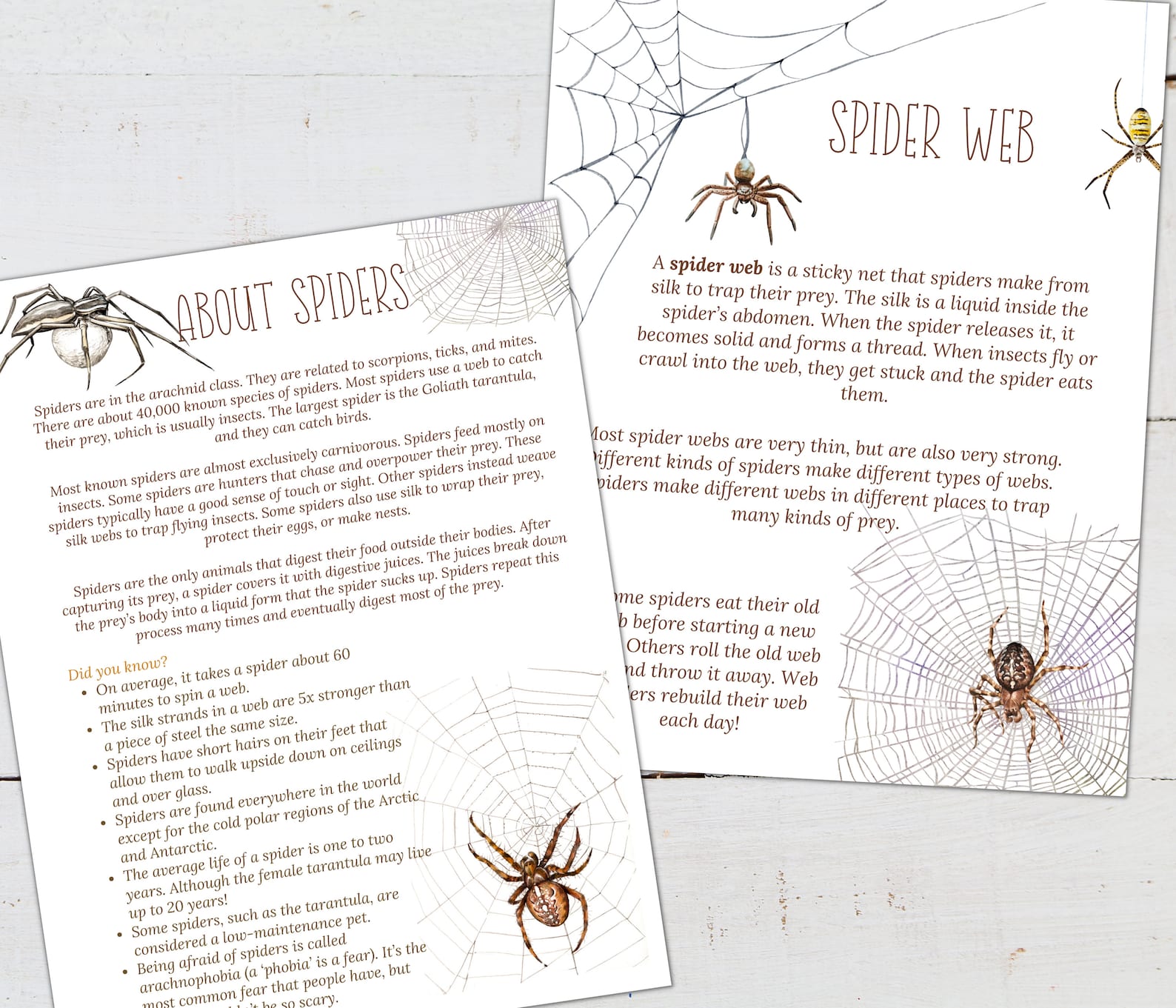 Spider Unit Study: Life Cycle, Anatomy, Homeschool Printable (instant ...