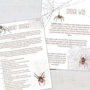 Spider Unit Study: Life Cycle, Anatomy, Homeschool Printable (instant ...
