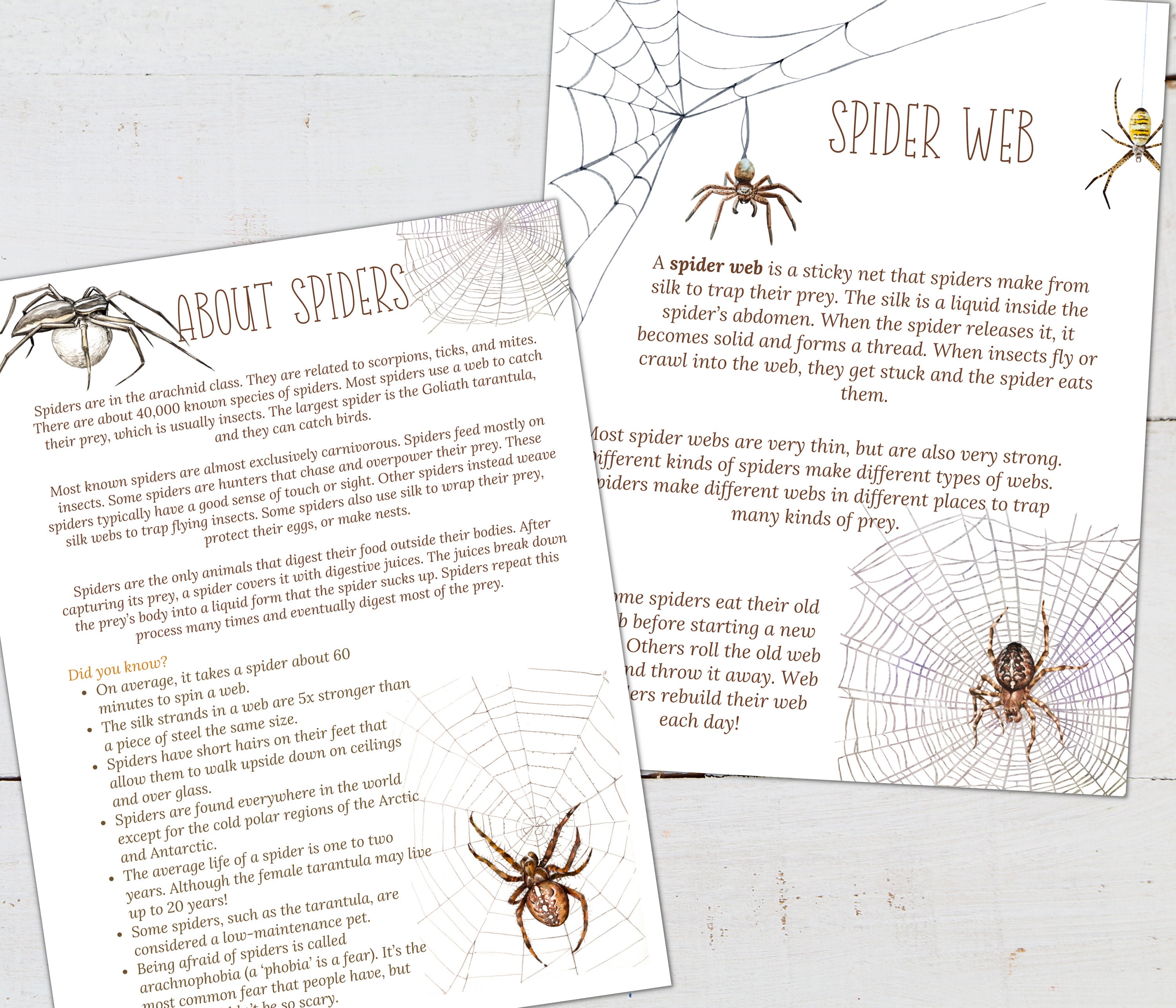 Spider Unit Study: Life Cycle, Anatomy, Homeschool Printable (instant ...