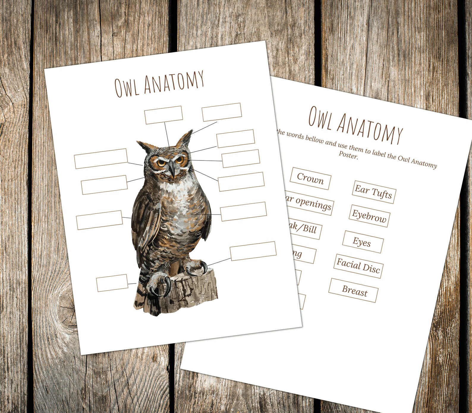 OWL Anatomy Poster and Labeling Activity Homeschool Instant - Etsy