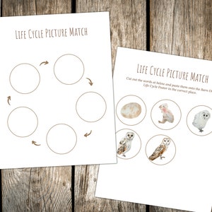 OWL LIFE CYCLE, Nature Study, Homeschool Printable, Instant Download - Etsy