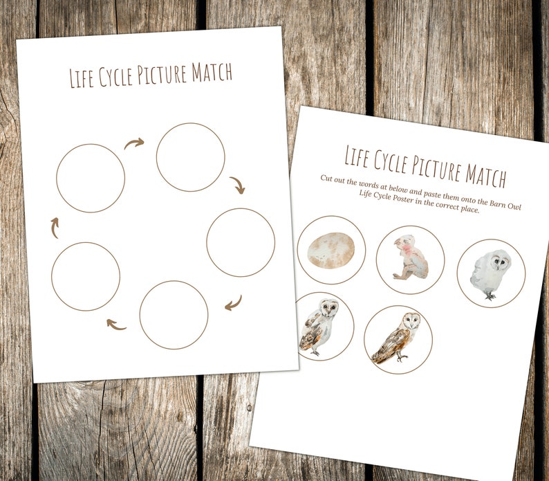OWL LIFE CYCLE Nature Study Homeschool Printable Instant - Etsy