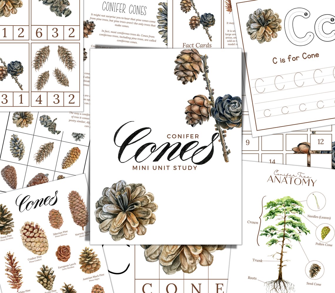 CONIFER Cones Unit Study, Vocabulary, Anatomy, Handwriting, Homeschool ...
