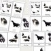SKUNK Unit Study Life Cycle Anatomy Nature Study Science - Etsy