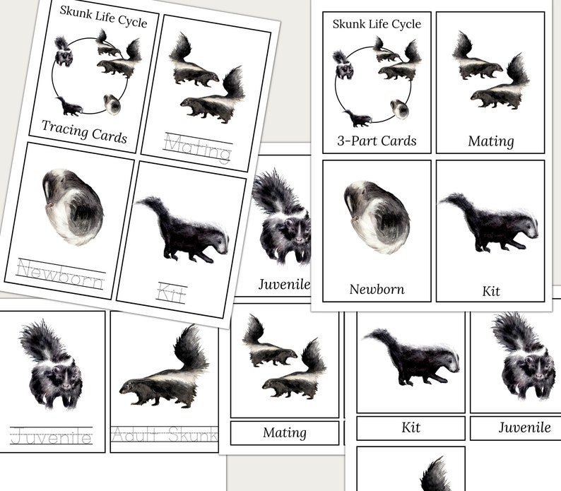 SKUNK Unit Study Life Cycle Anatomy Nature Study Science - Etsy