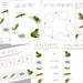 FROG Unit Study, Life Cycle, Anatomy, Nature Study, Science ...