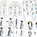 PENGUINS Unit Study, Life Cycle, Anatomy, Nature Study, Science ...