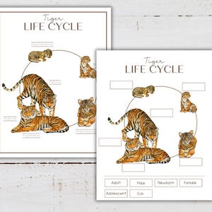 TIGER Life Cycle, Nature Study, Homeschool Printable, Instant Download ...