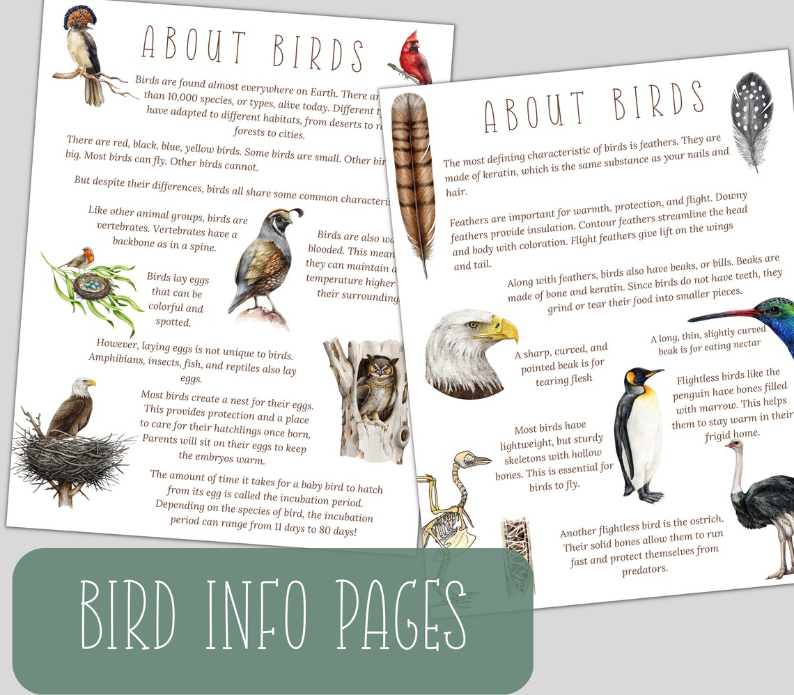 Bird Unit Study: Anatomy, Life Cycle, Homeschool Printable (instant ...
