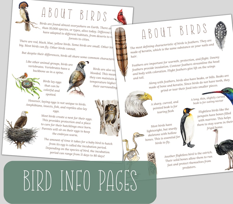 BIRD Unit Study Life Cycle Anatomy Nature Study Science - Etsy