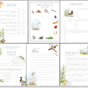 Ducks Unit Study: Life Cycle, Anatomy, Activities (homeschool Printable ...