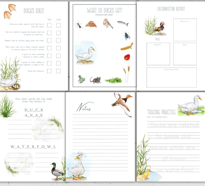 Ducks Unit Study: Life Cycle, Anatomy, Activities (homeschool Printable ...
