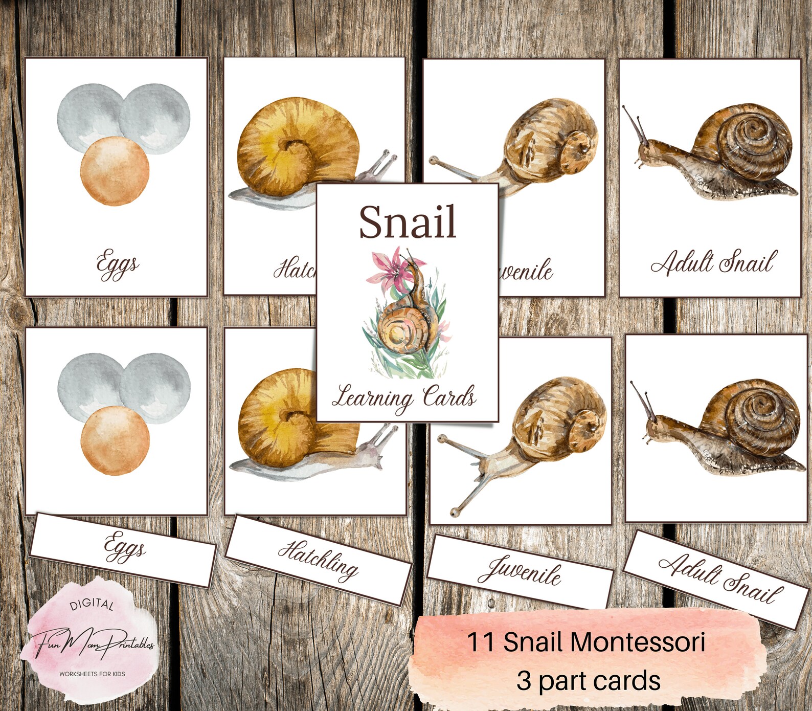 SNAIL Unit Study Life Cycle Anatomy Nature Study Science - Etsy