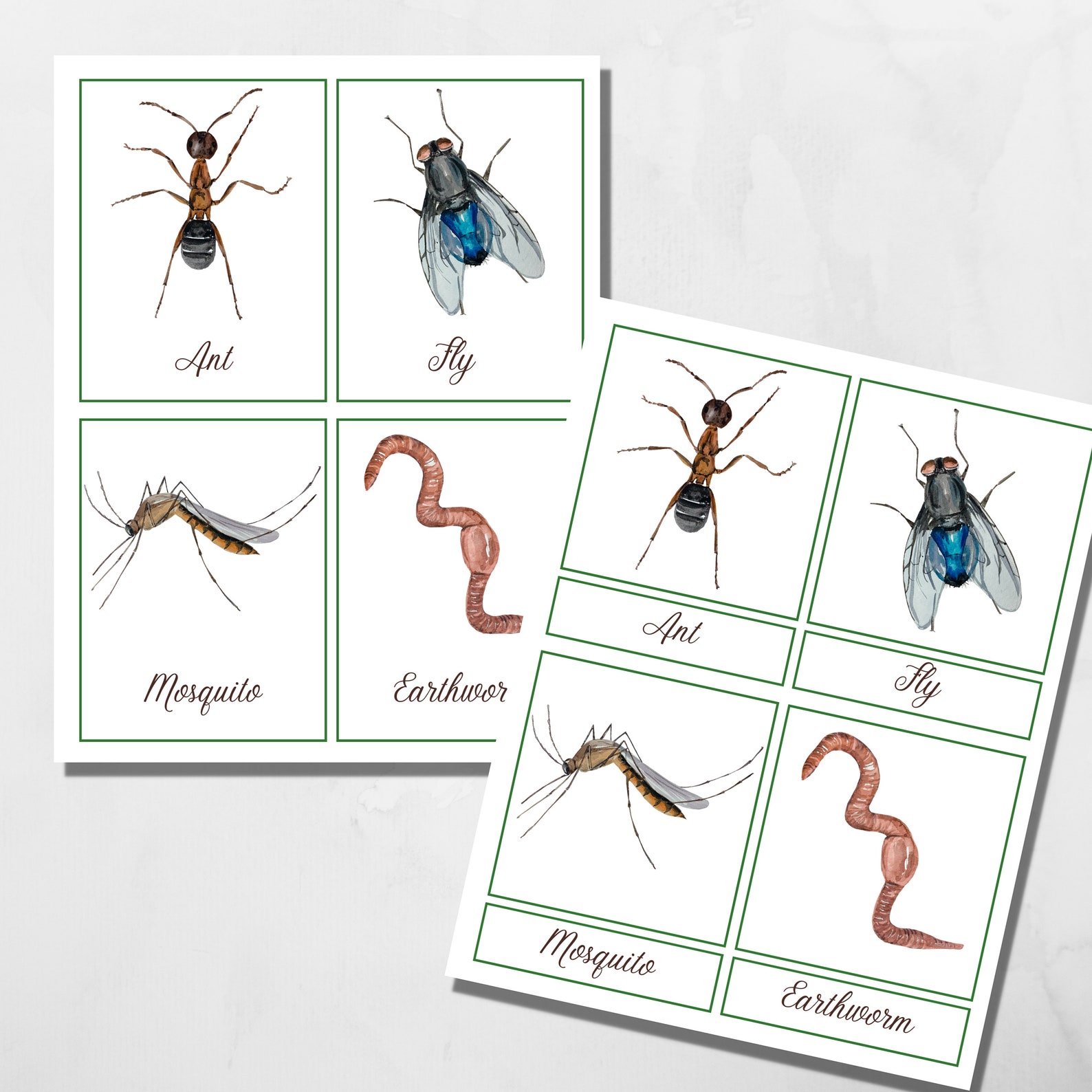 Minibeast 3 Part Cards and Miniposter Bugs Insects Nature - Etsy