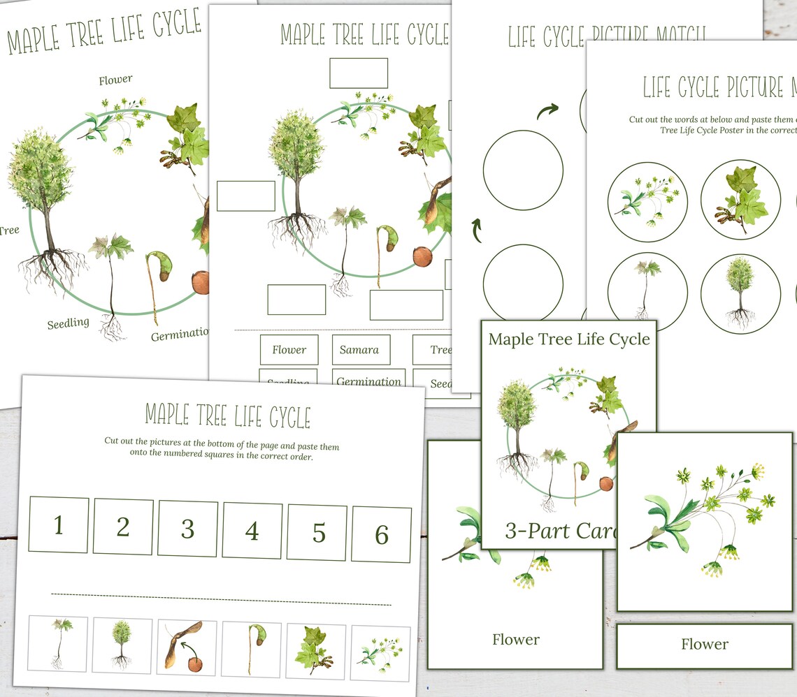 Trees Unit Study Bundle: Deciduous, Coniferous, Oak (instant Download ...