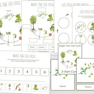 3 TREE UNITS BUNDLE, Deciduous Trees Unit, Coniferous Trees Unit, Oak ...