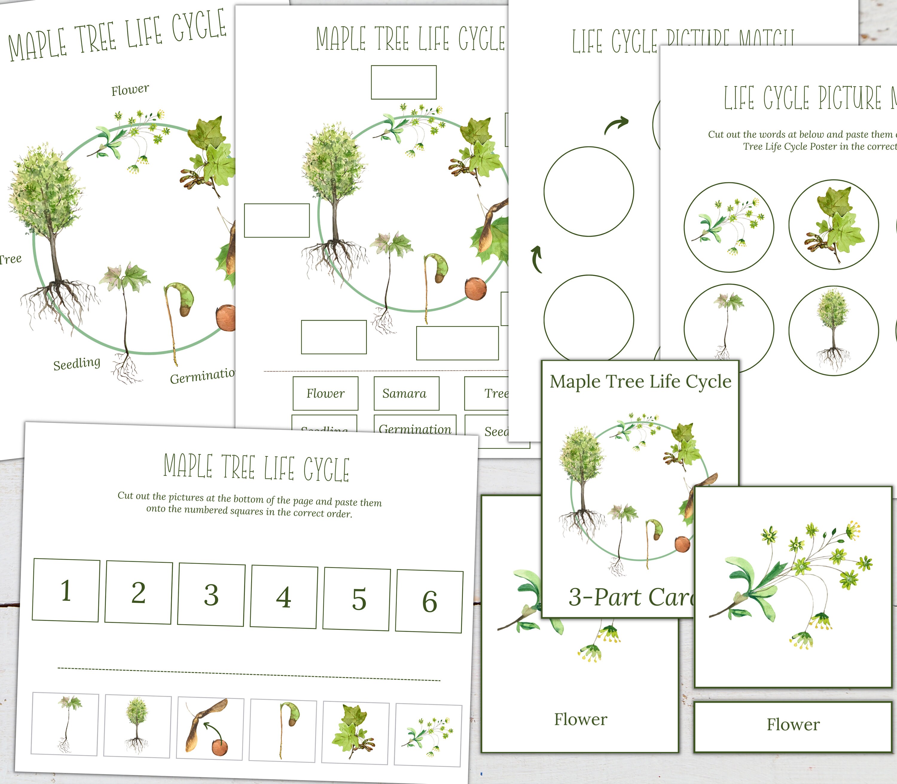 Trees Unit Study Bundle: Deciduous, Coniferous, Oak (instant Download ...