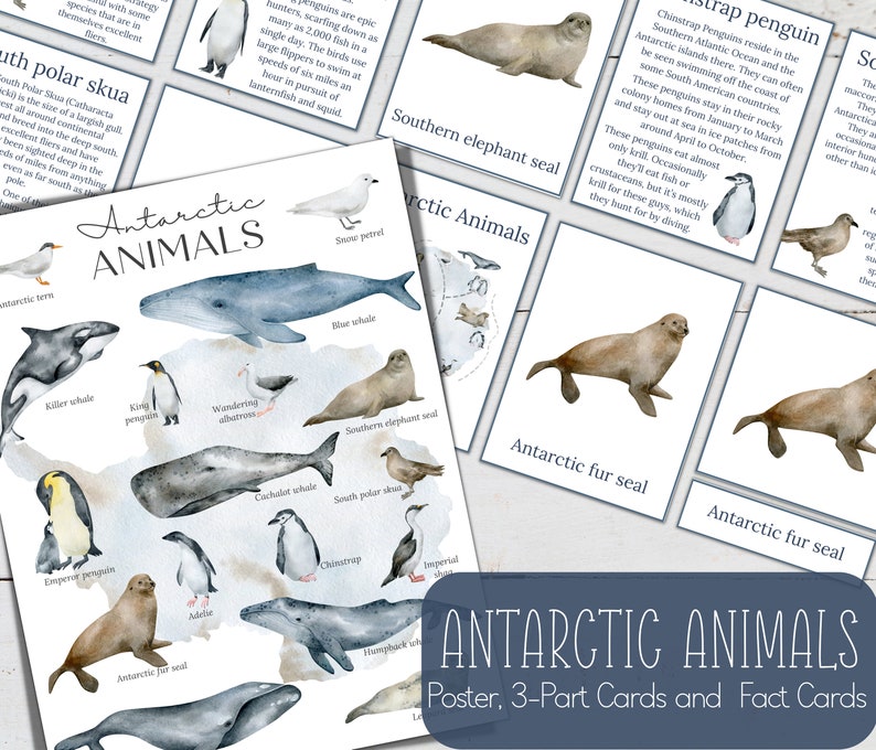 Antarctic Animals Unit Study: Homeschool Science Printable (instant ...