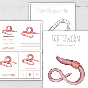 EARTHWORM Study Unit, Life Cycle, Anatomy, Nature Study, Science ...