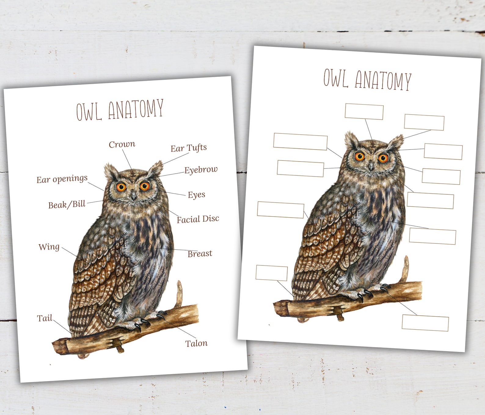 OWL Anatomy, Poster and Labeling Activity, Homeschool, Instant DOWNLOAD ...