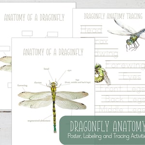 DRAGONFLY Unit Study, Life Cycle, Anatomy, Nature Study, Science ...