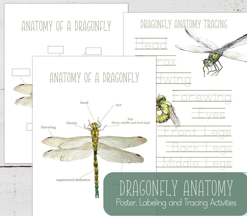 Dragonfly Unit Study: Life Cycle, Anatomy, Homeschool Printable ...