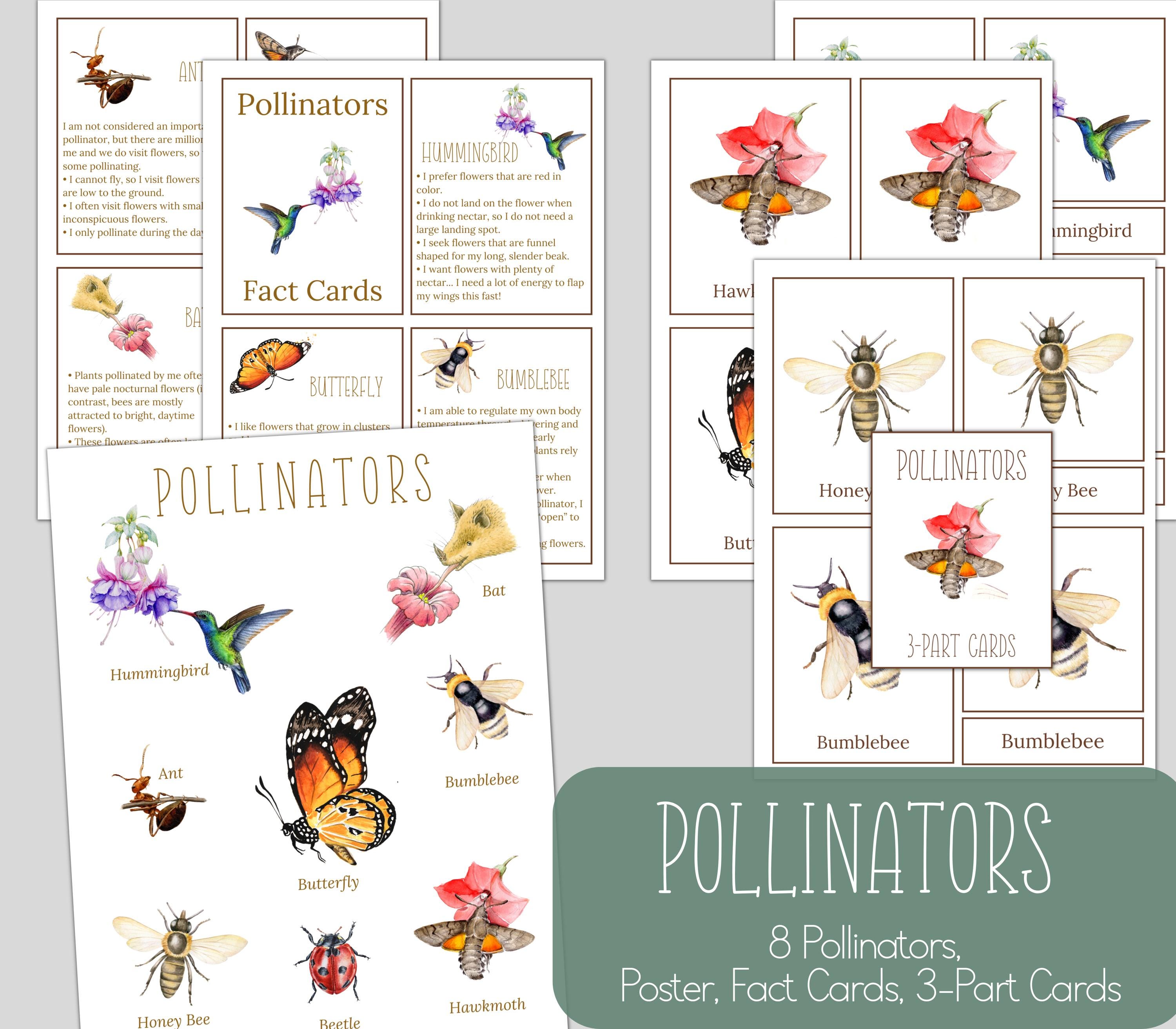 POLLINATORS Unit Study, Nature Study, Science, Handwriting, Homeschool ...