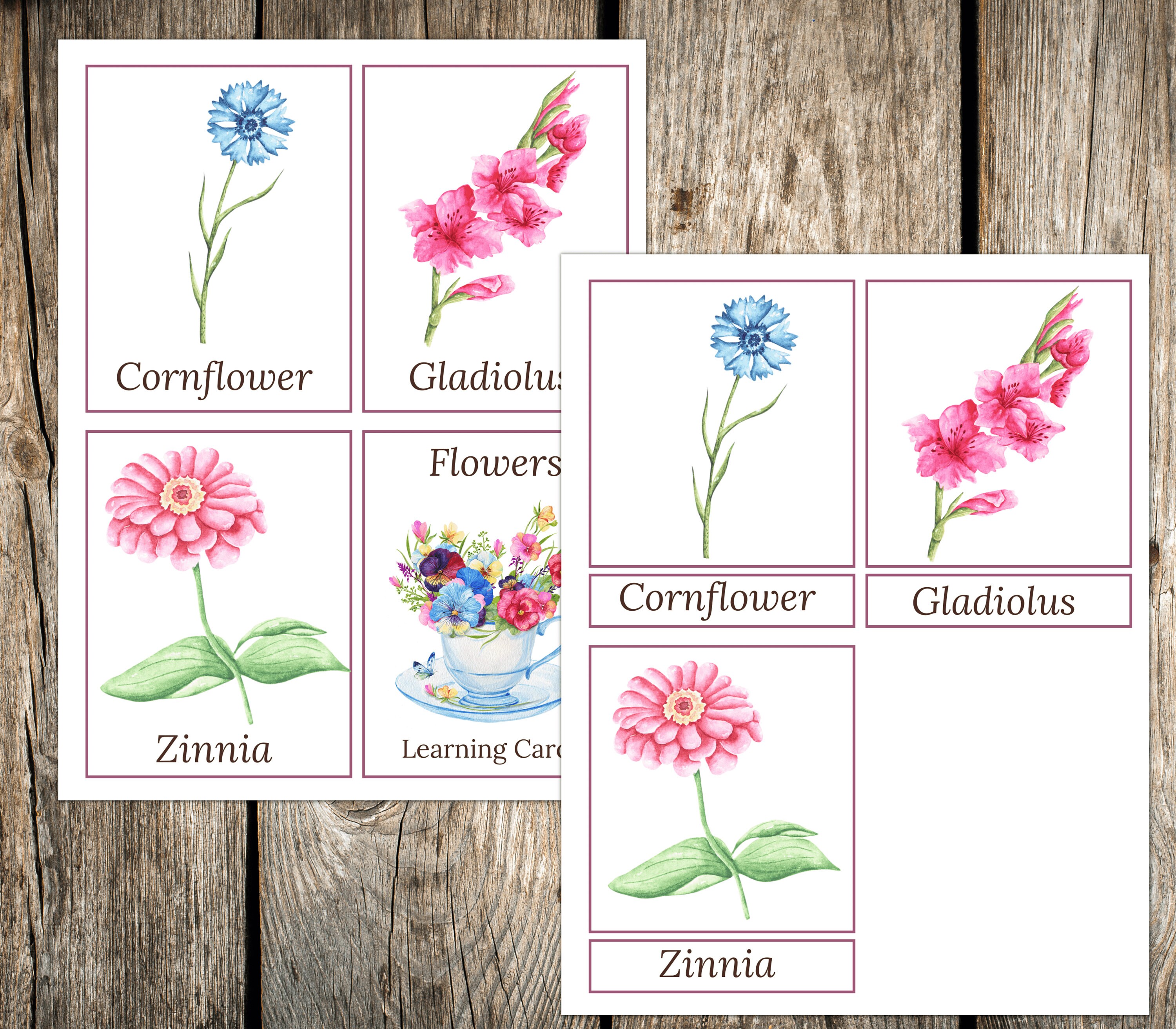 Flower 3-part Cards Recognition Cards Flowers Spring - Etsy