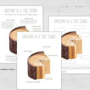 TREE Anatomy, Tree, Trunk and Leaf Anatomy Poster and Labeling ...