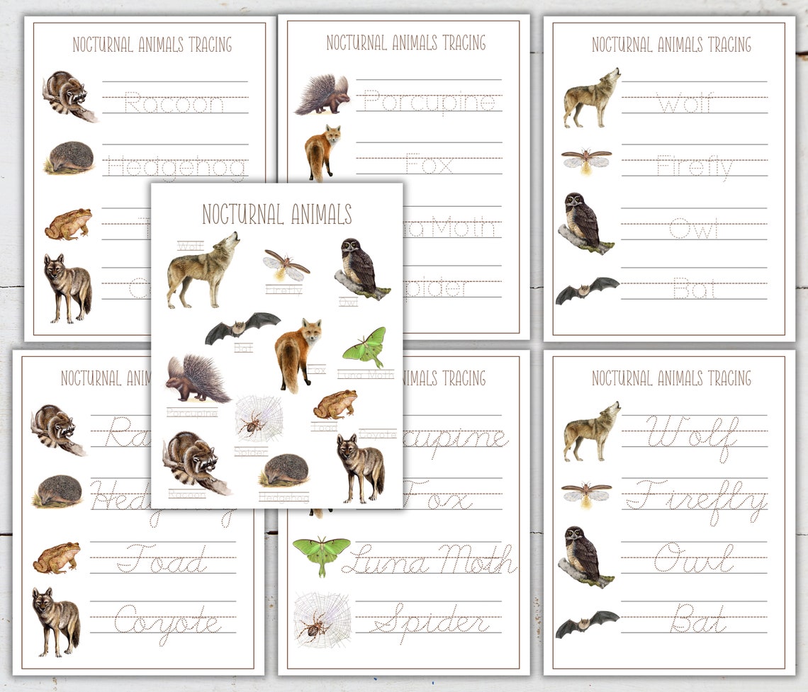 Nocturnal Animals Unit Study: Anatomy, Life Cycle, & Handwriting ...