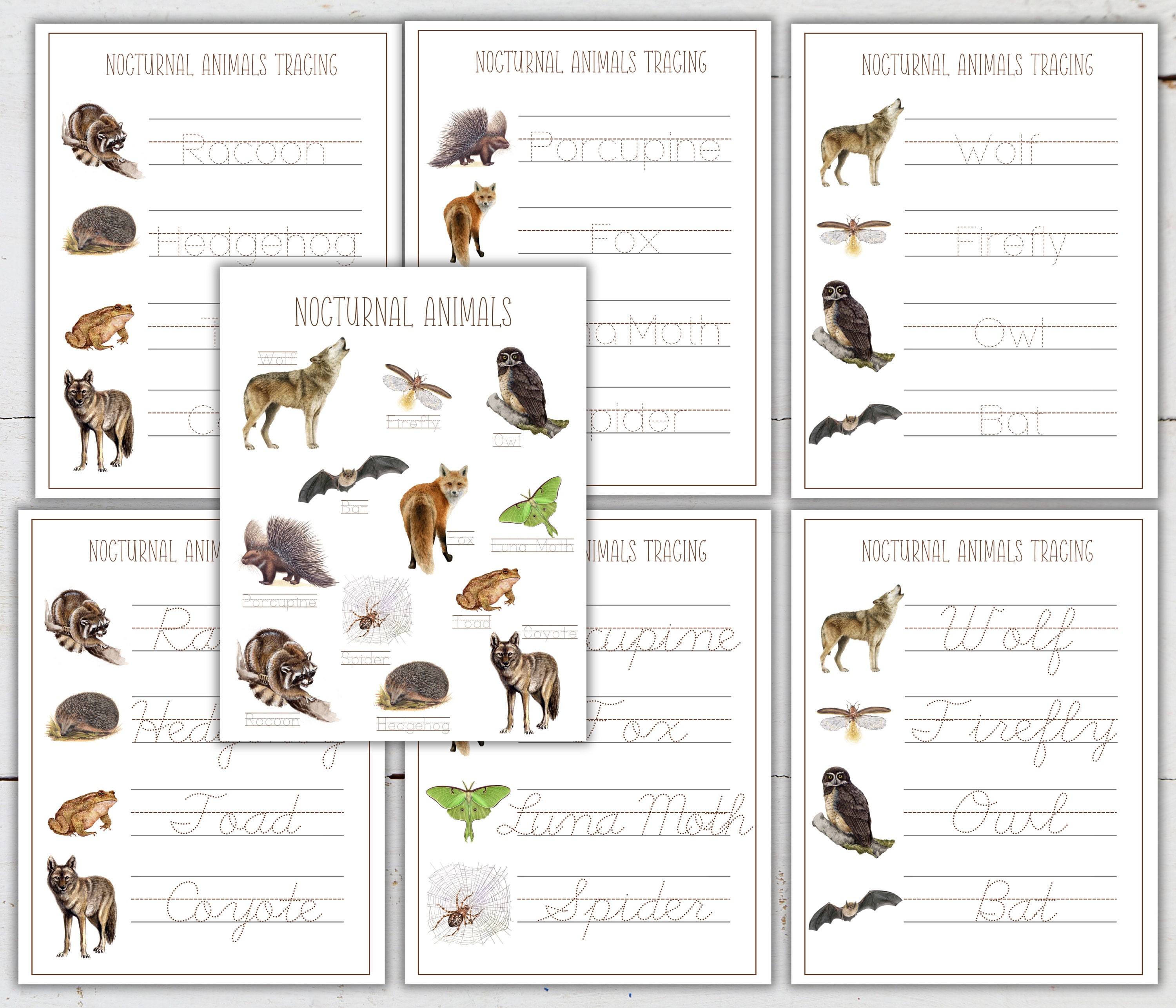 Nocturnal Animals Unit Study: Anatomy, Life Cycle, & Handwriting ...