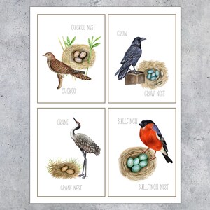 BIRDS and Their NESTS Flashcards and Matching Activity, Instant ...