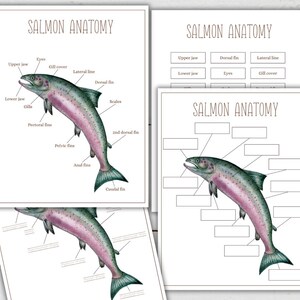 Salmon Life Cycle Unit Study: Homeschool Science Printable (INSTANT ...