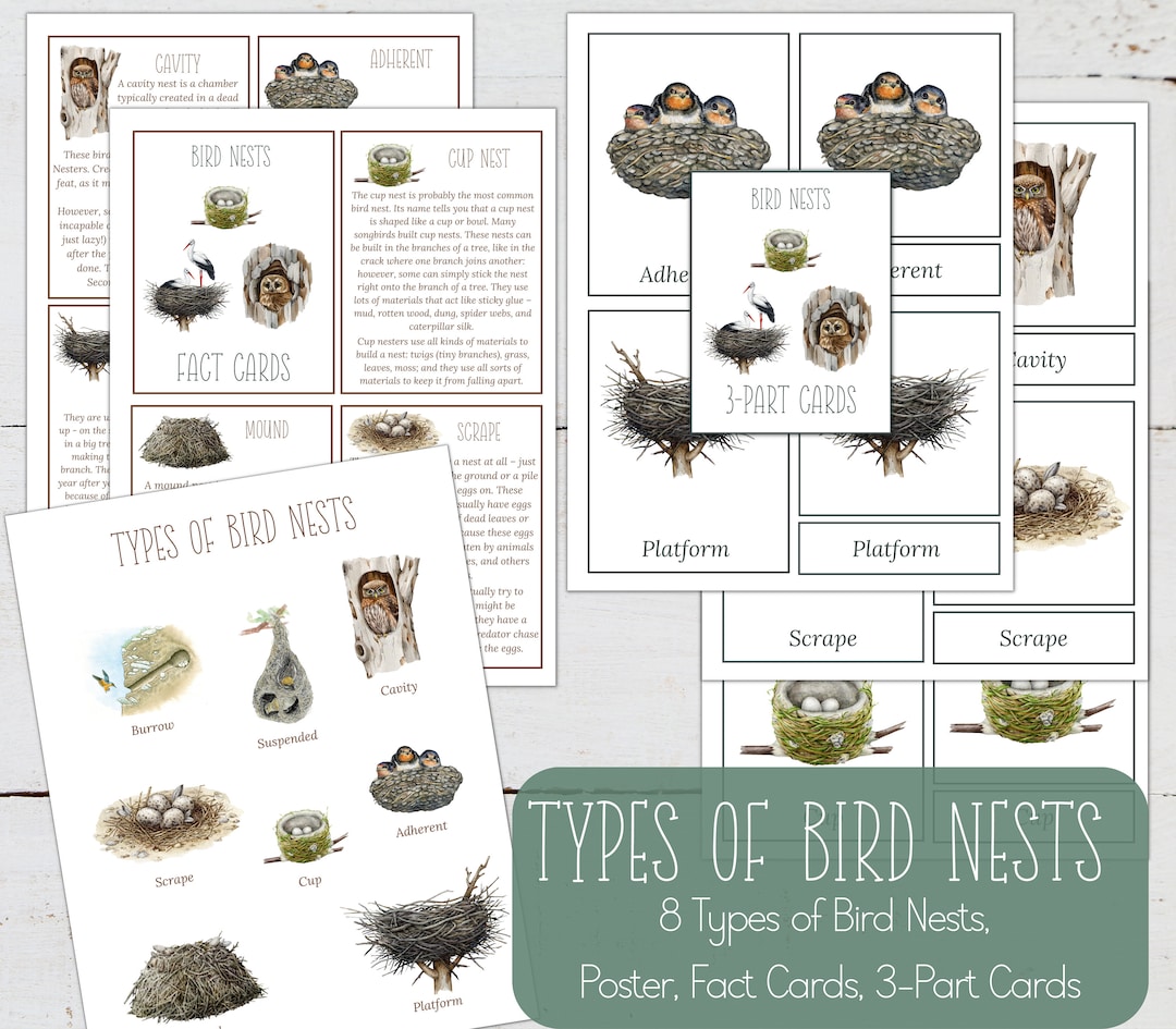 Bird NESTS Fact Cards, 3 Part Cards and Mini Poster, Nature, Digital ...