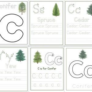 CONIFER TREE Unit Study, Life Cycle, Anatomy, Nature Study, Science ...