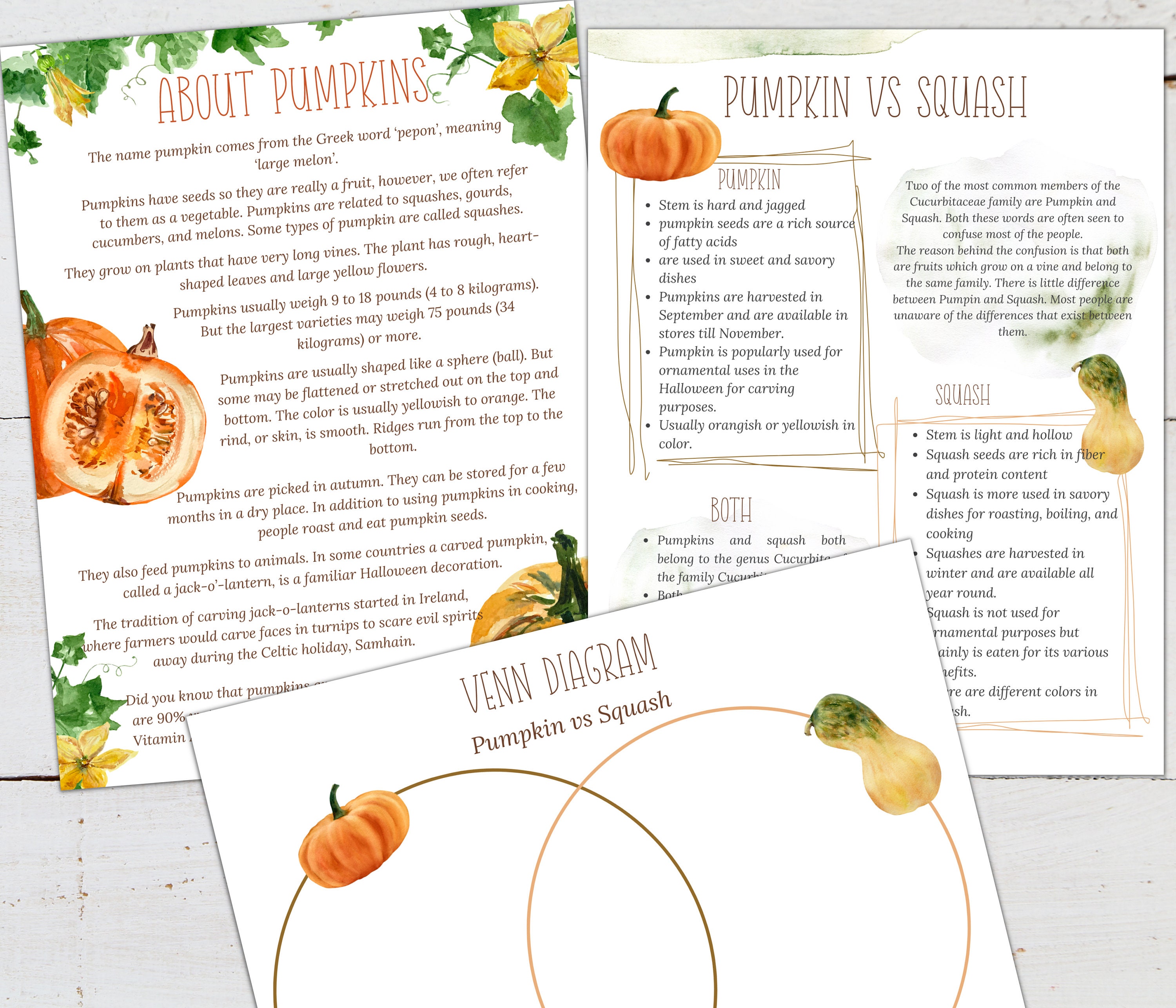 PUMPKIN Unit Study, Life Cycle, Anatomy, Nature Study, Science ...